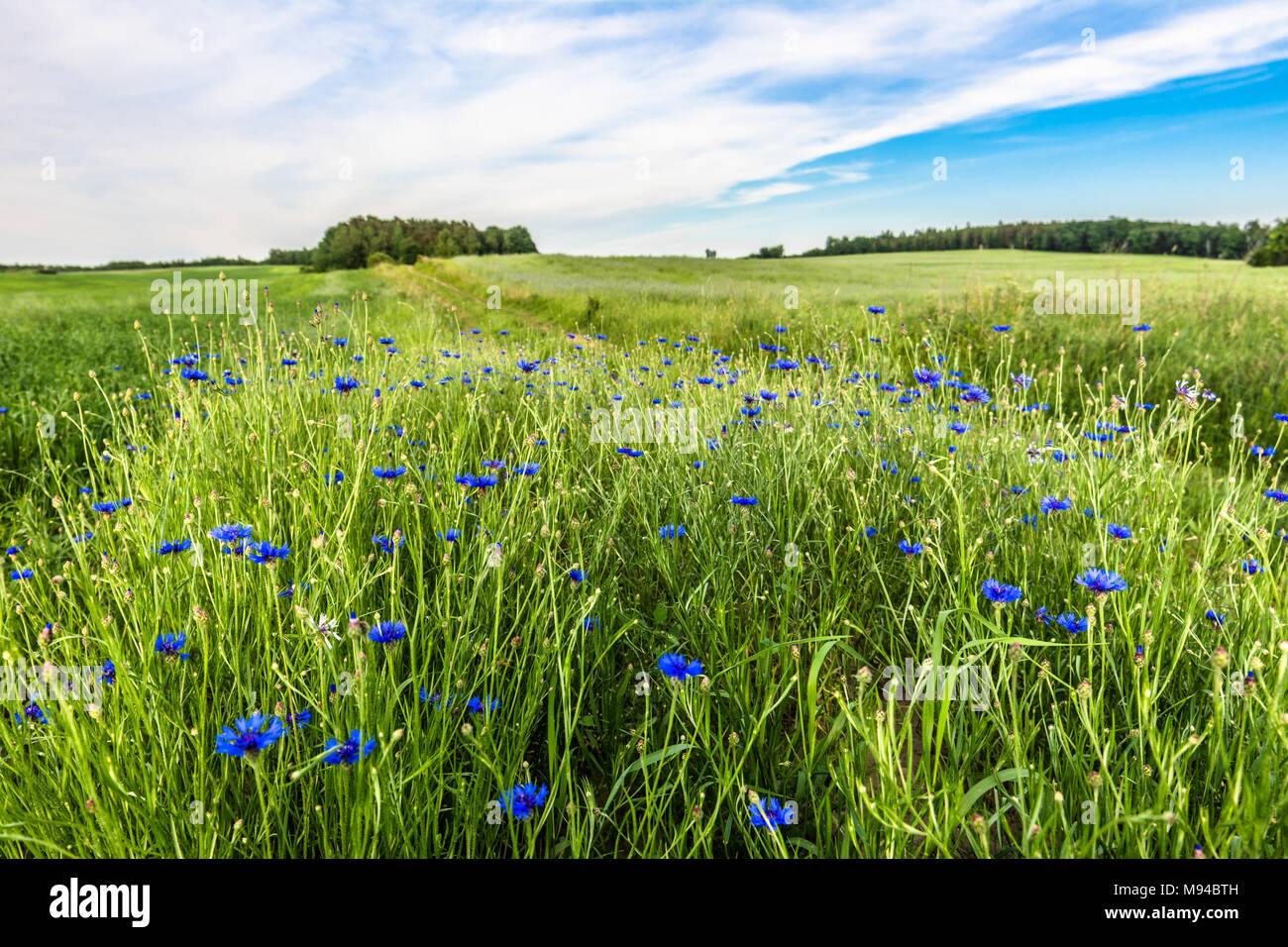 Cornflower Field High Resolution Stock Photography and Images - Alamy