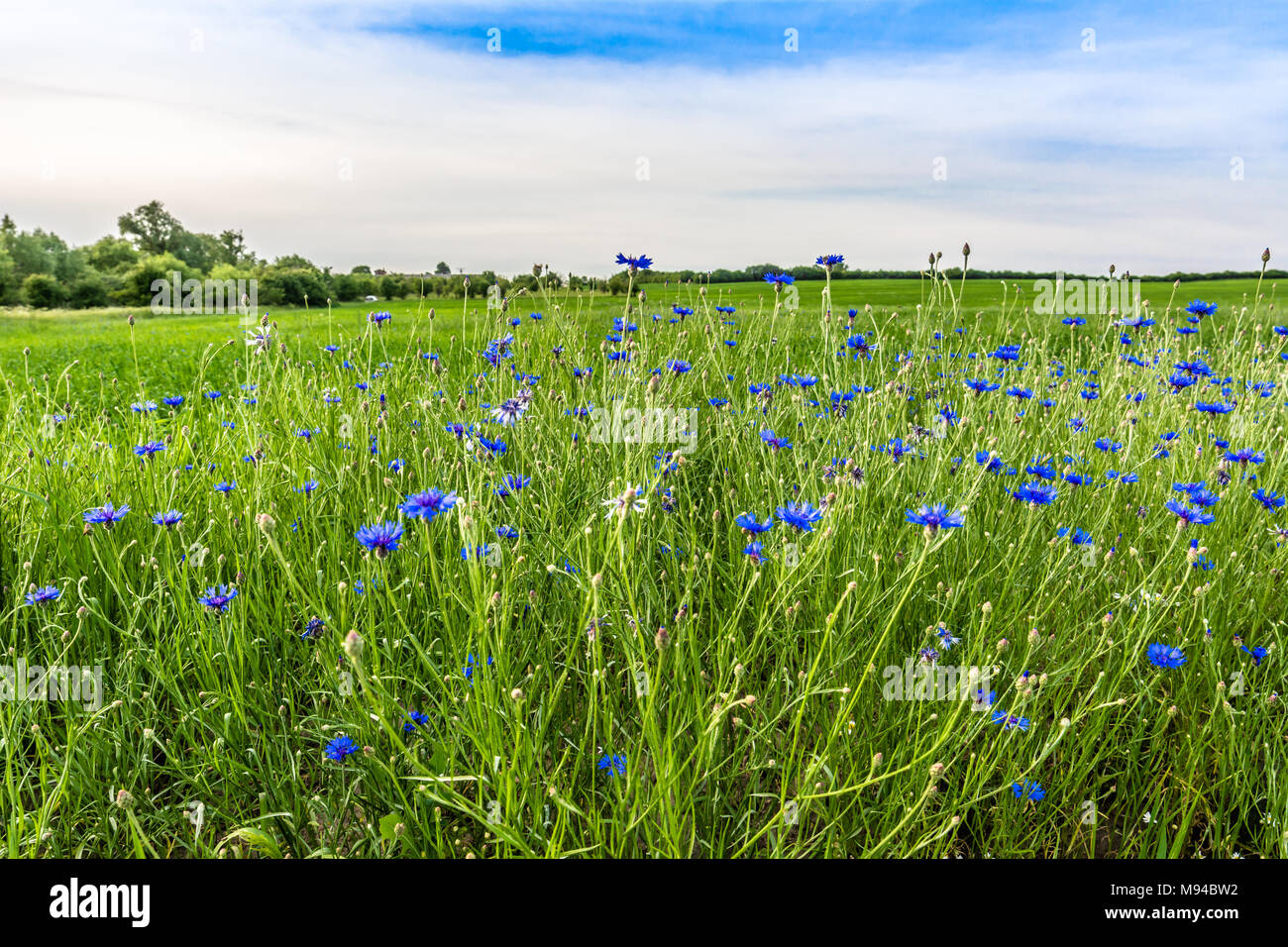 Cornflower Field