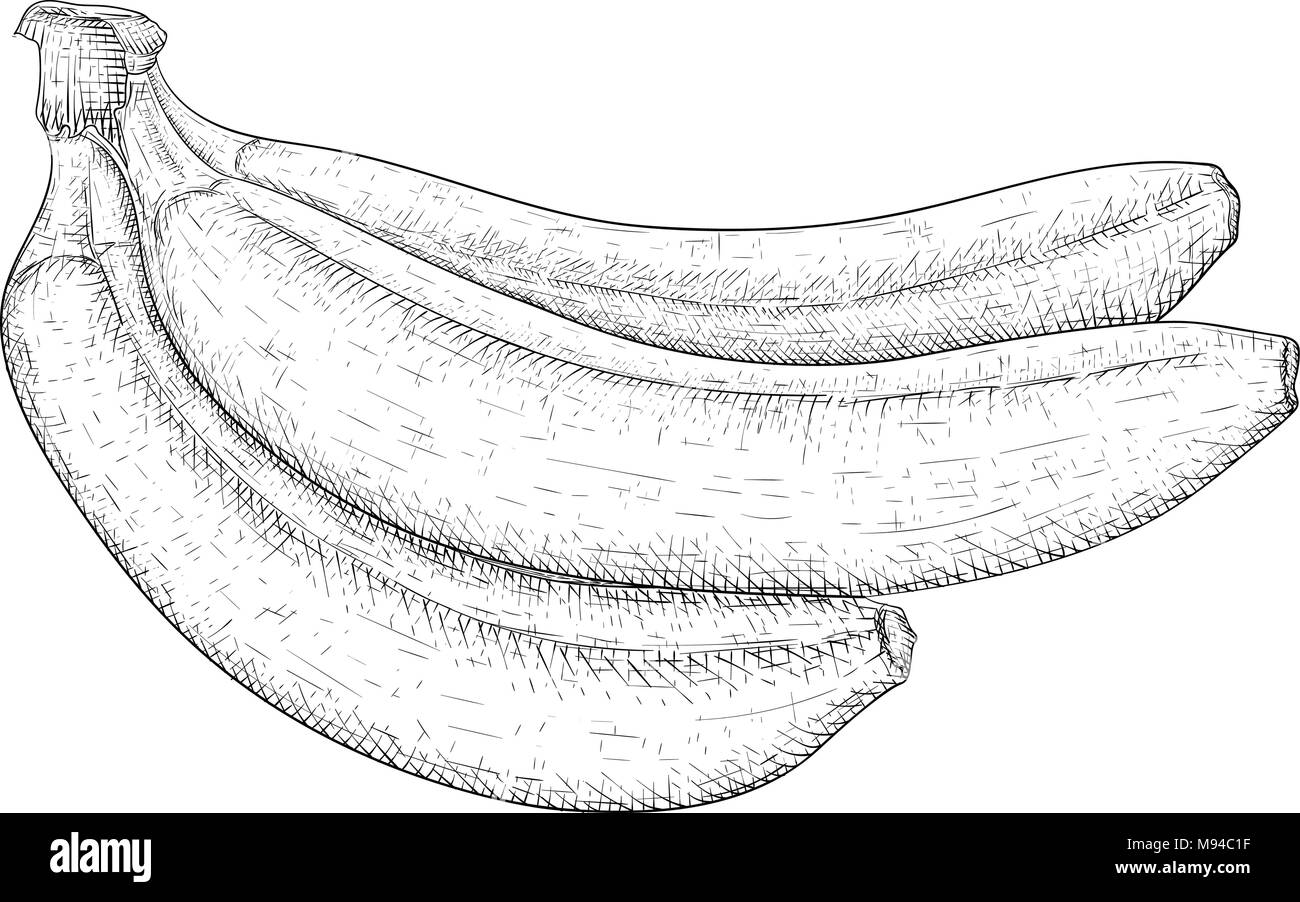 Banana vector sketch hi-res stock photography and images - Alamy