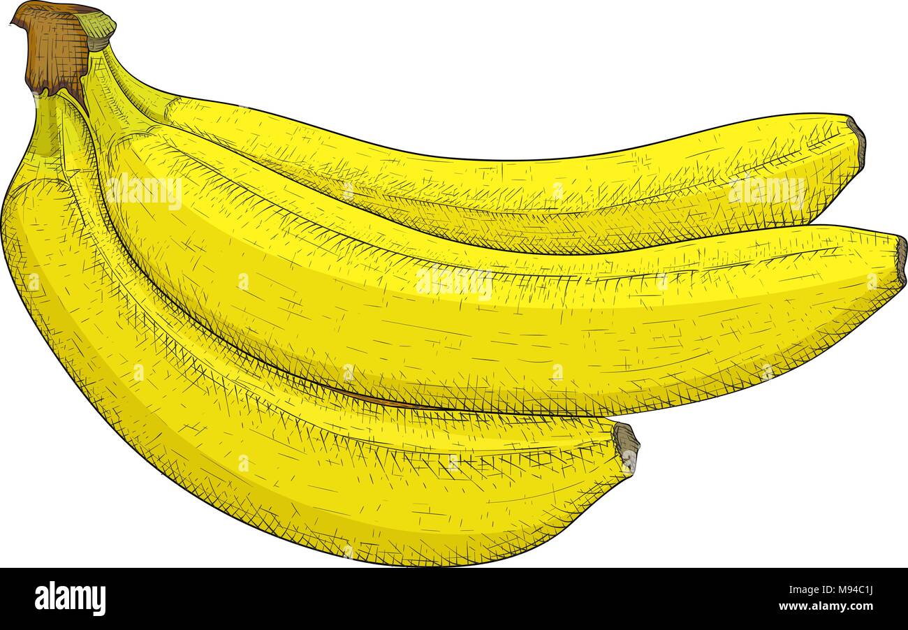 Banana vector sketch hi-res stock photography and images - Alamy