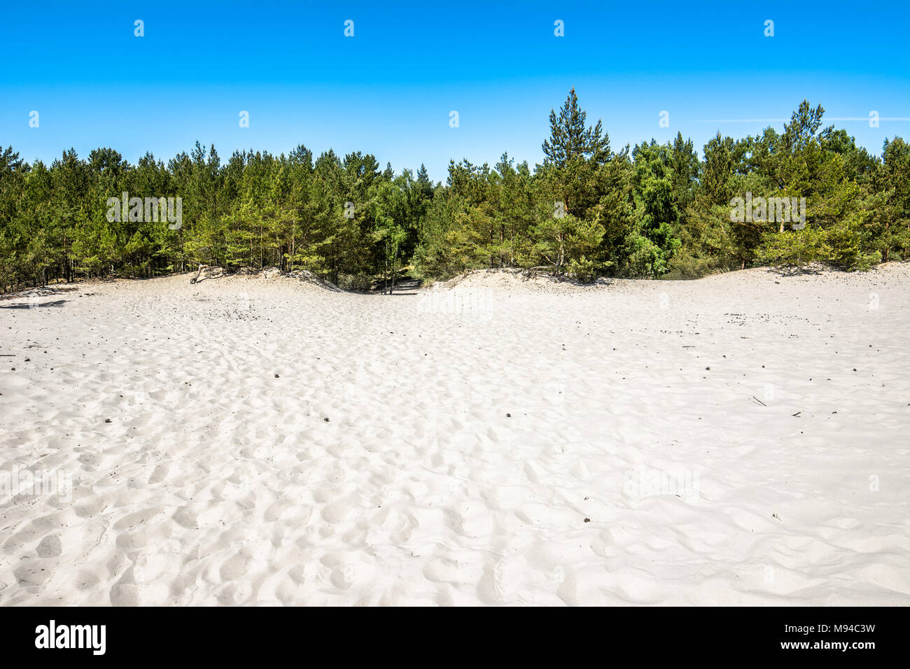 Beautiful dunes on the sand beach and pine forest in the summer ...