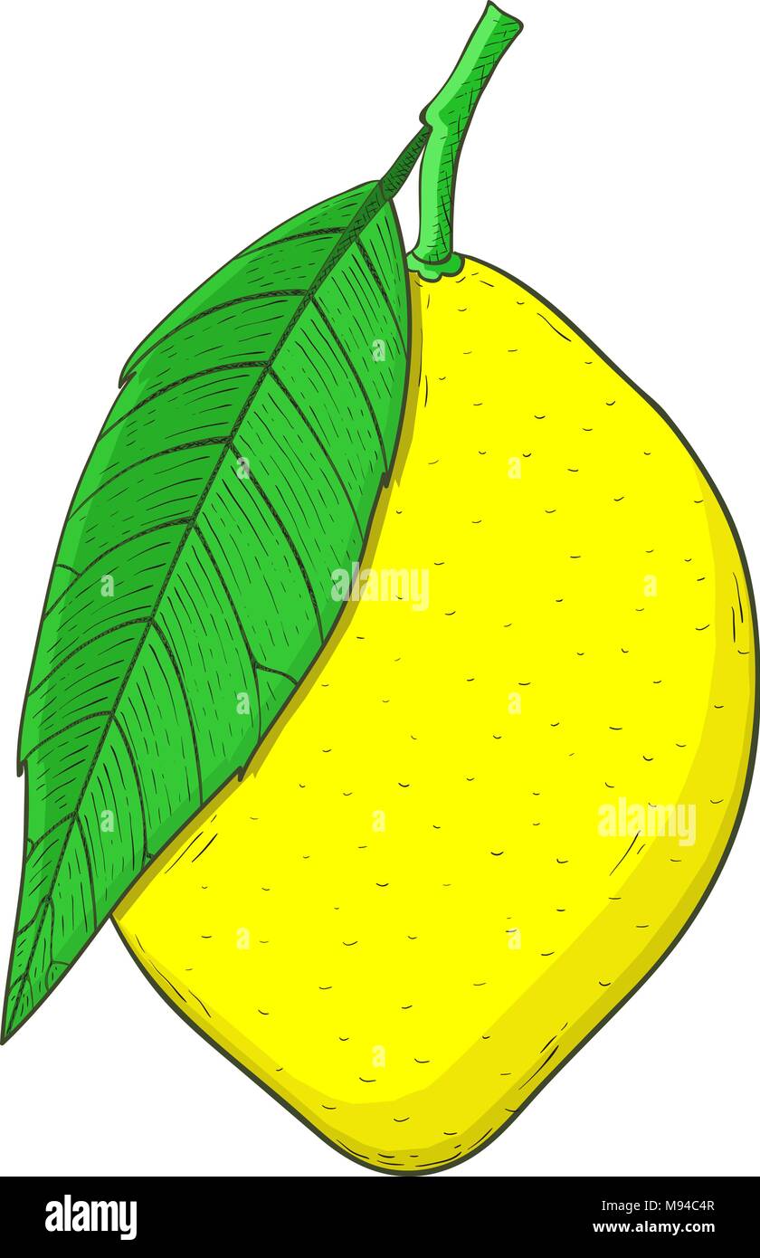 Lemon fruit leaf isolated Stock Vector Images - Alamy