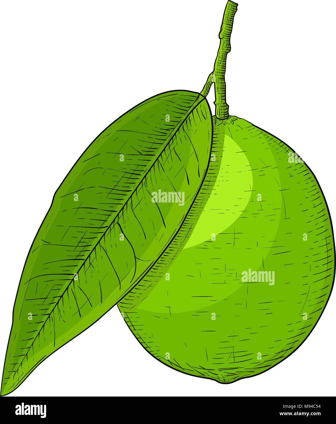 Lime fruit with leaf. Hand drawn colored sketch Stock Vector Image ...