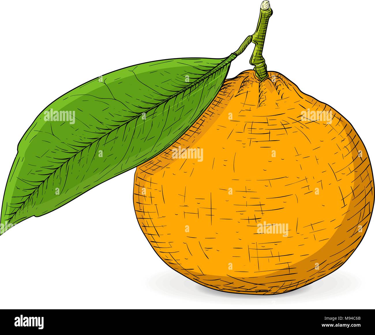 Mandarin orange with leaf. Hand drawn colored sketch Stock Vector Image ...