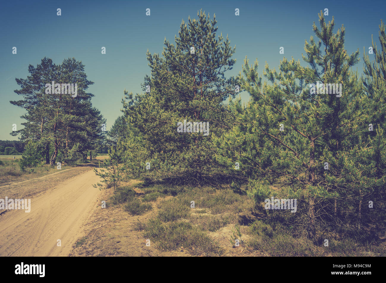 Dirt road and pine trees on the roadside, dry terrain in Poland, summer ...