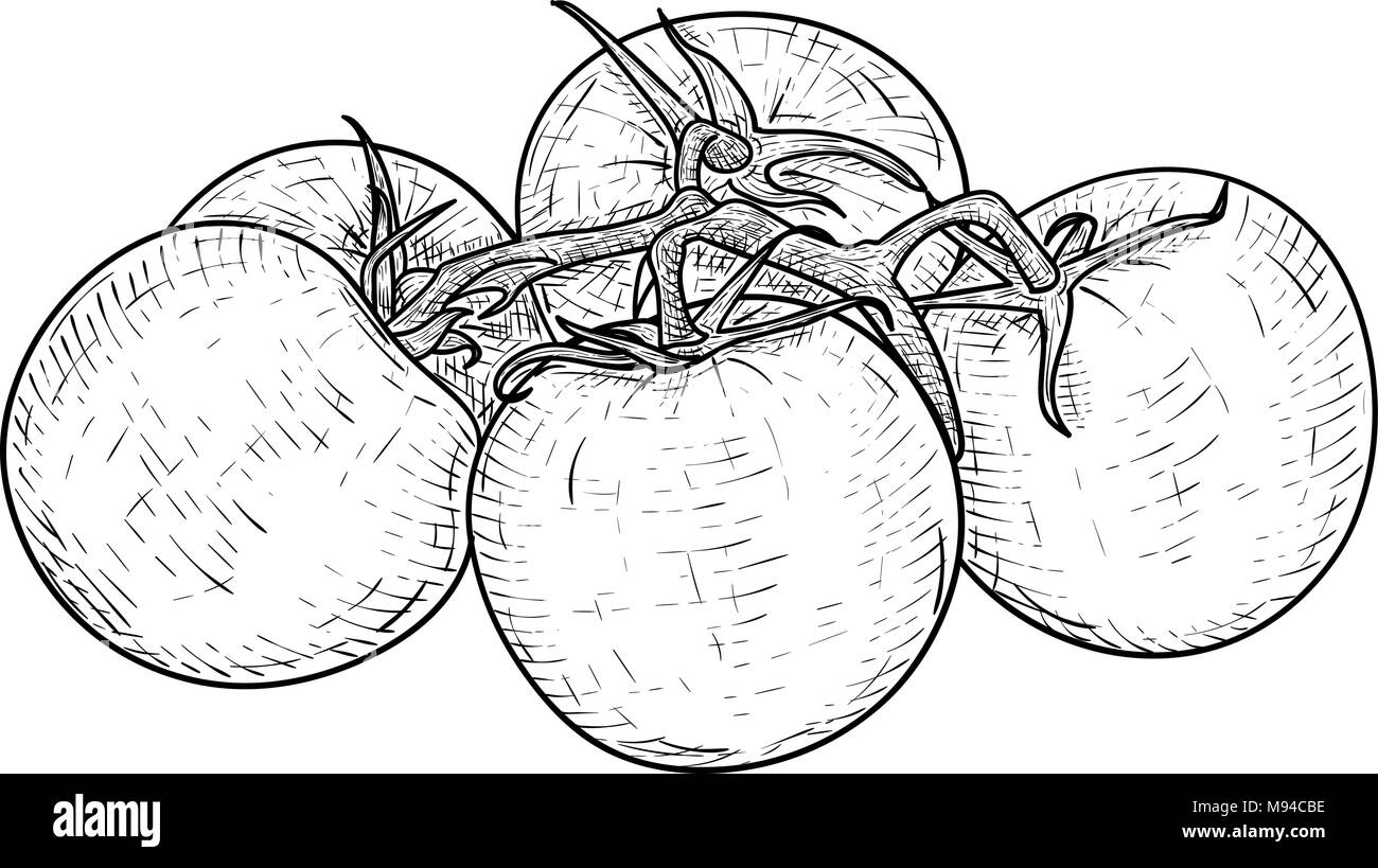 Tomato drawing hi-res stock photography and images - Alamy