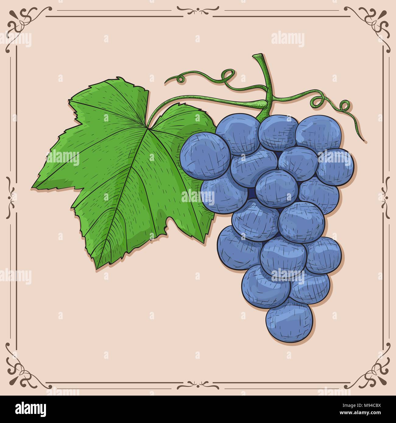 Drawn grapes hi-res stock photography and images - Alamy