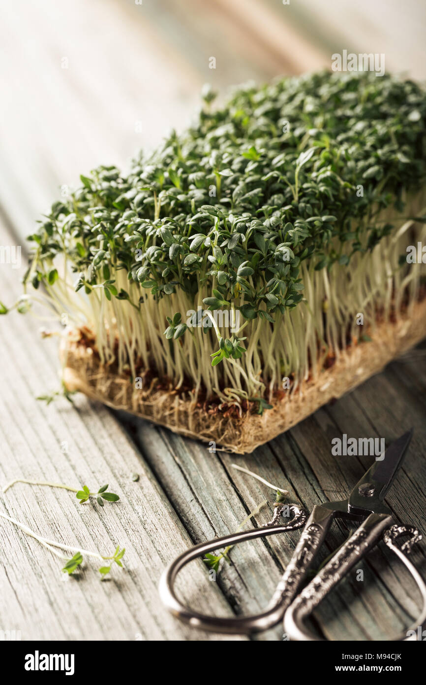 Young cress plants hi-res stock photography and images - Alamy