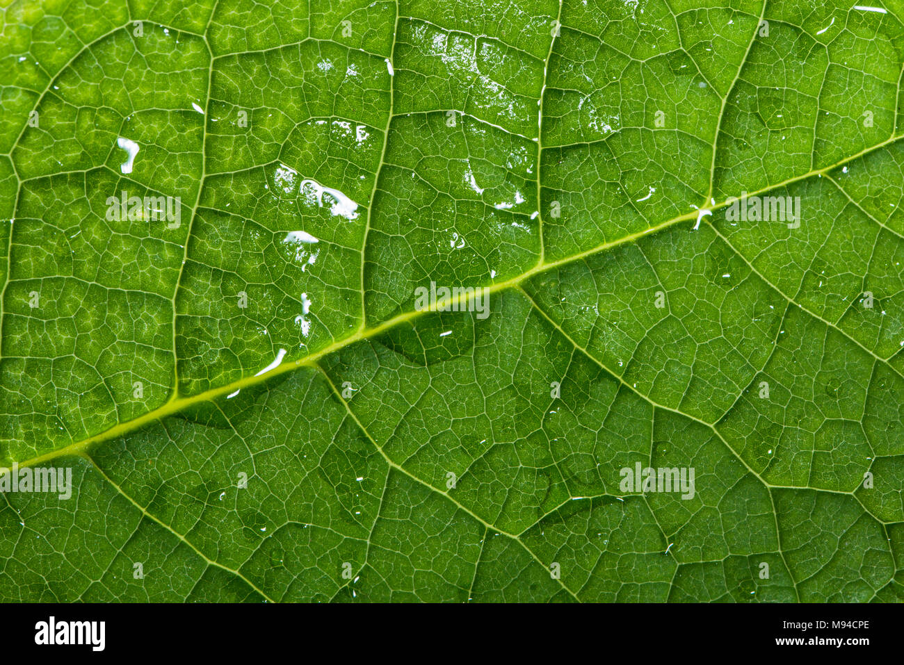 Fresh green leaf texture, leaf macro background Stock Photo - Alamy