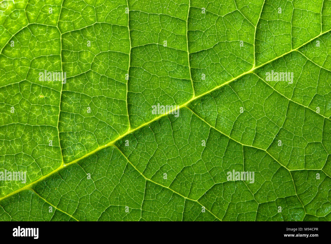 Fresh green leaf texture, leaf macro background Stock Photo - Alamy