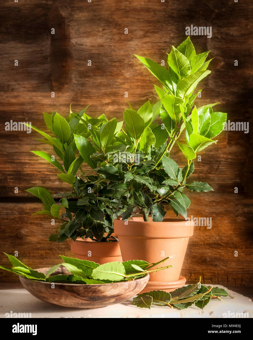 Bay leaf tree hi-res stock photography and images - Alamy