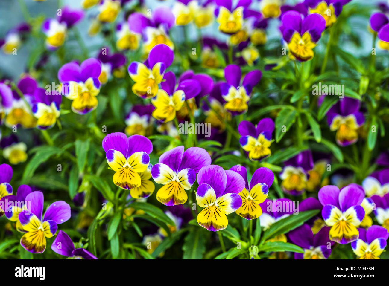 Violet pansy flower in the spring garden Stock Photo - Alamy