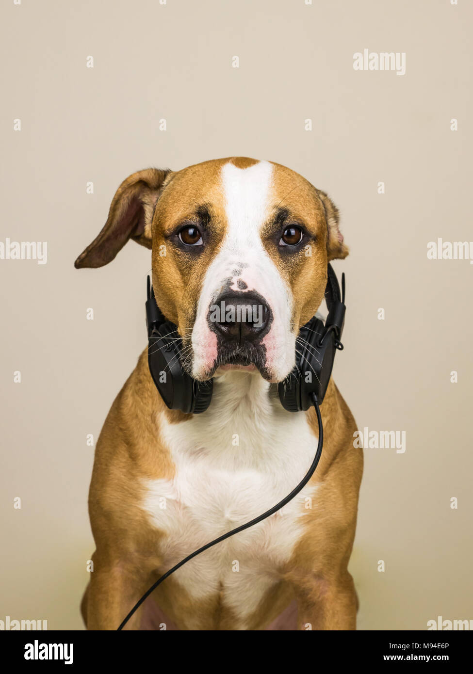 Dog with headset hi-res stock photography and images - Alamy