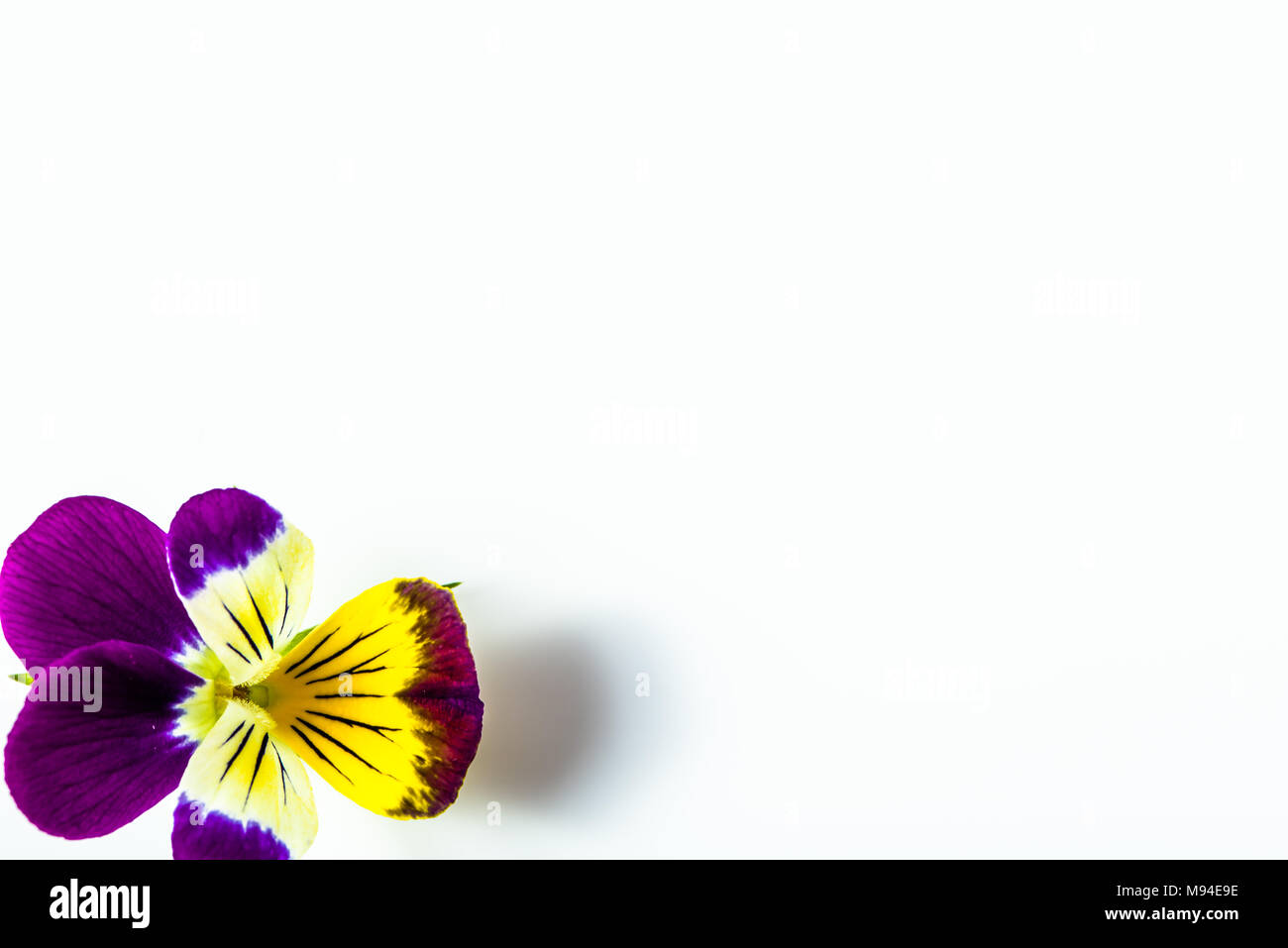 Floral frame with violet flowers on white background Stock Photo - Alamy