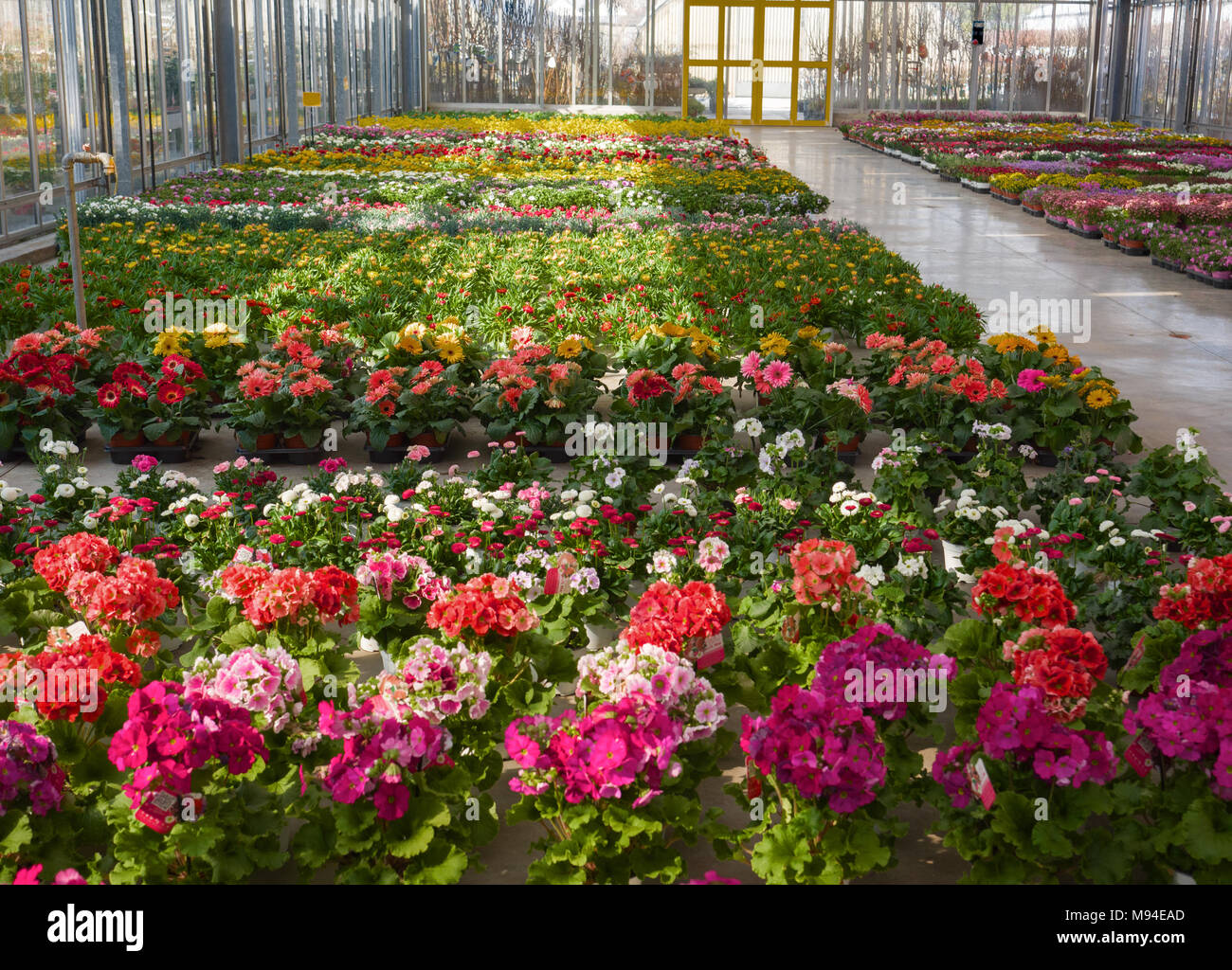 Spring flower market in a colorful greenhouse Stock Photo - Alamy