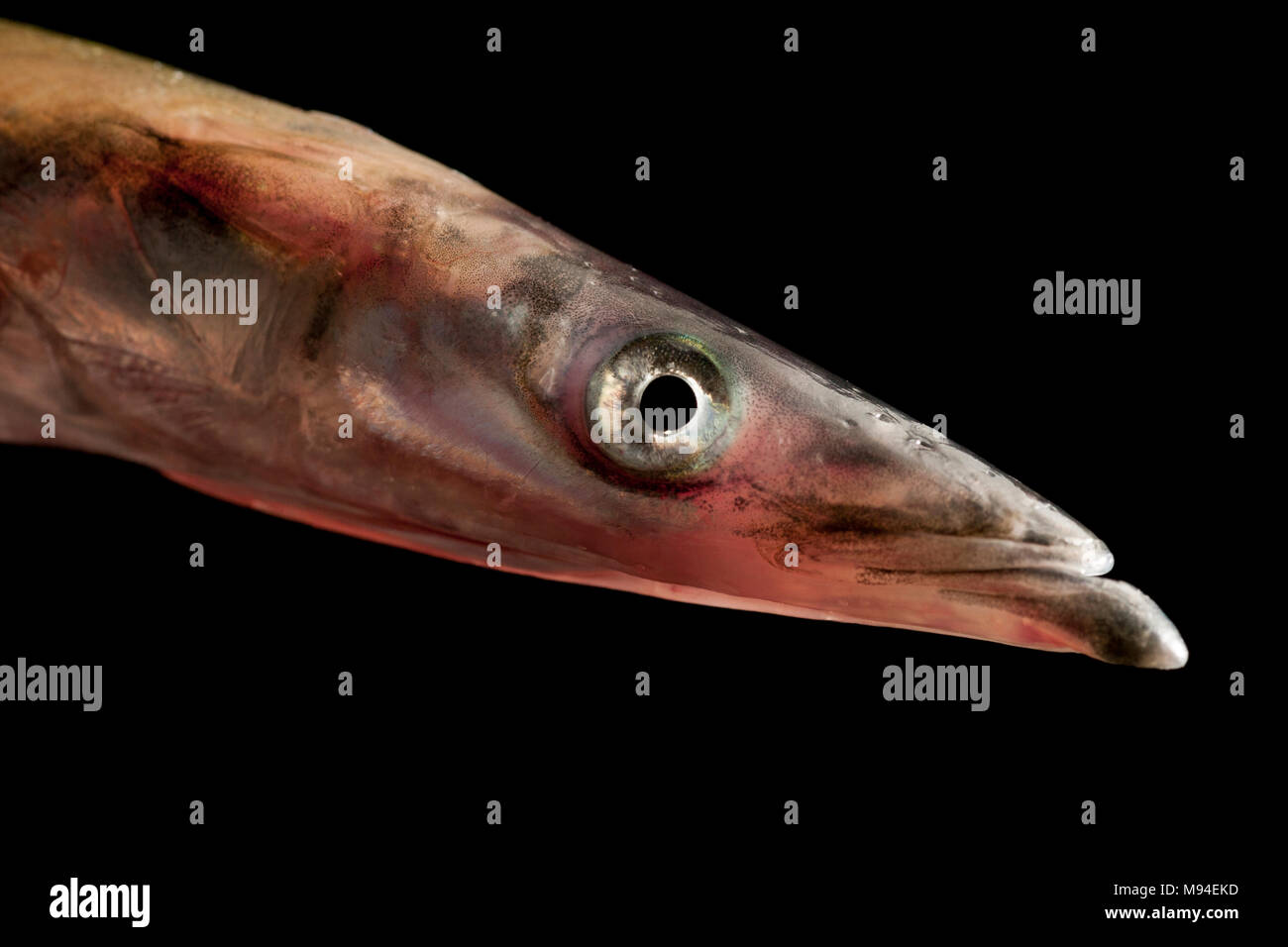 Sandeel hi-res stock photography and images - Alamy