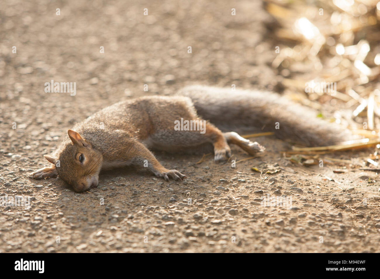 Dead squirrel hi-res stock photography and images - Alamy