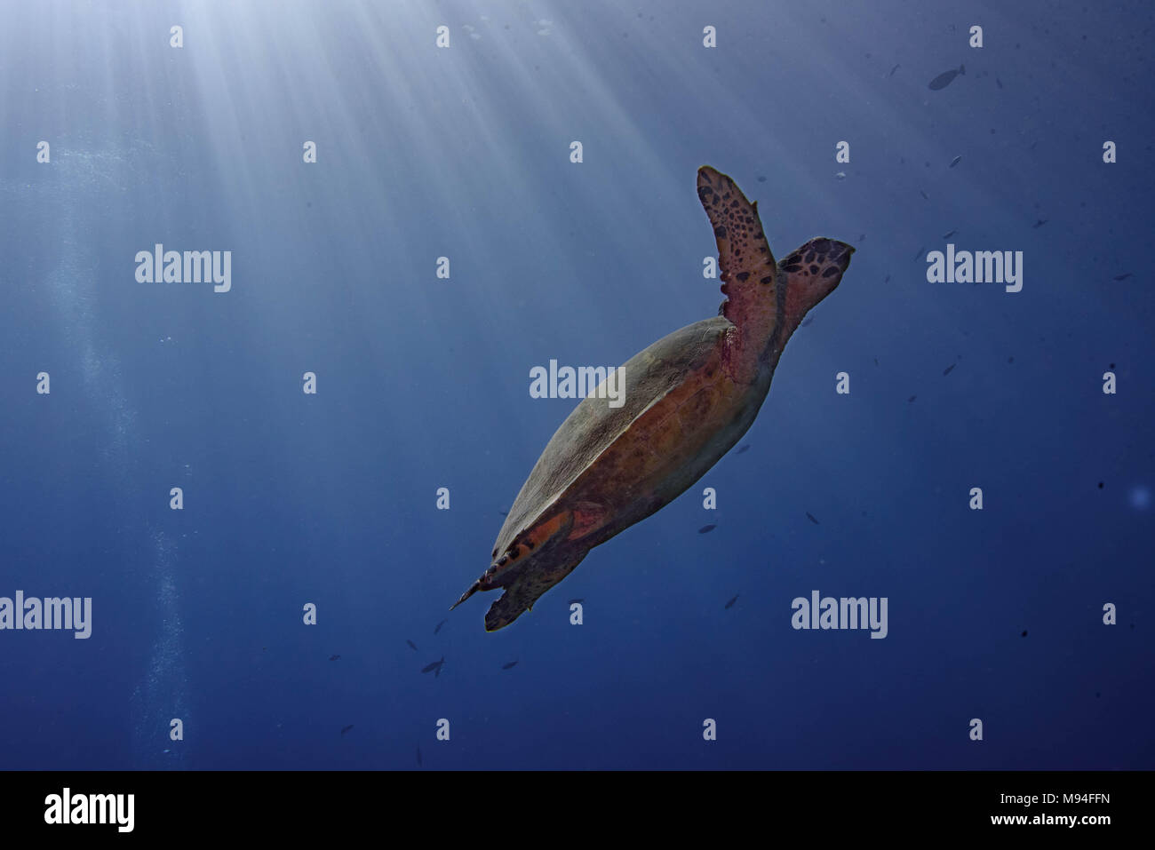 Green Sea Turtle swimming up in Pacific off Palau Stock Photo - Alamy