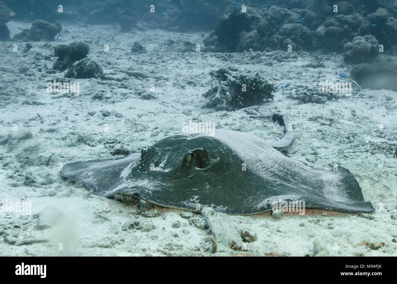 Fan Tail Ray on the bottom of Pacific in Palau area Stock Photo - Alamy