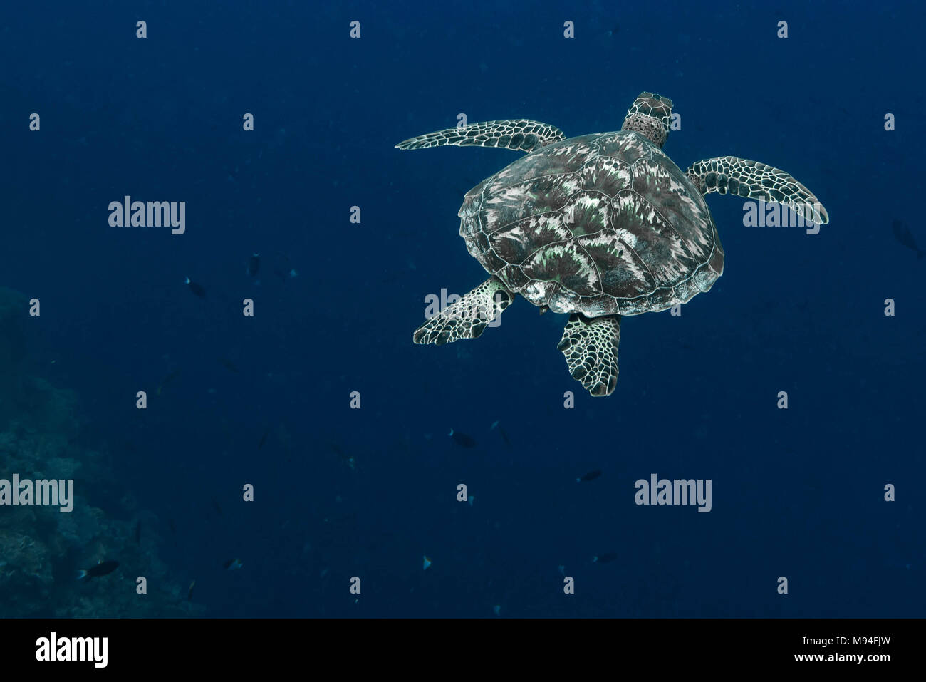 Green sea turtle swimming in Pacific Ocean Stock Photo - Alamy