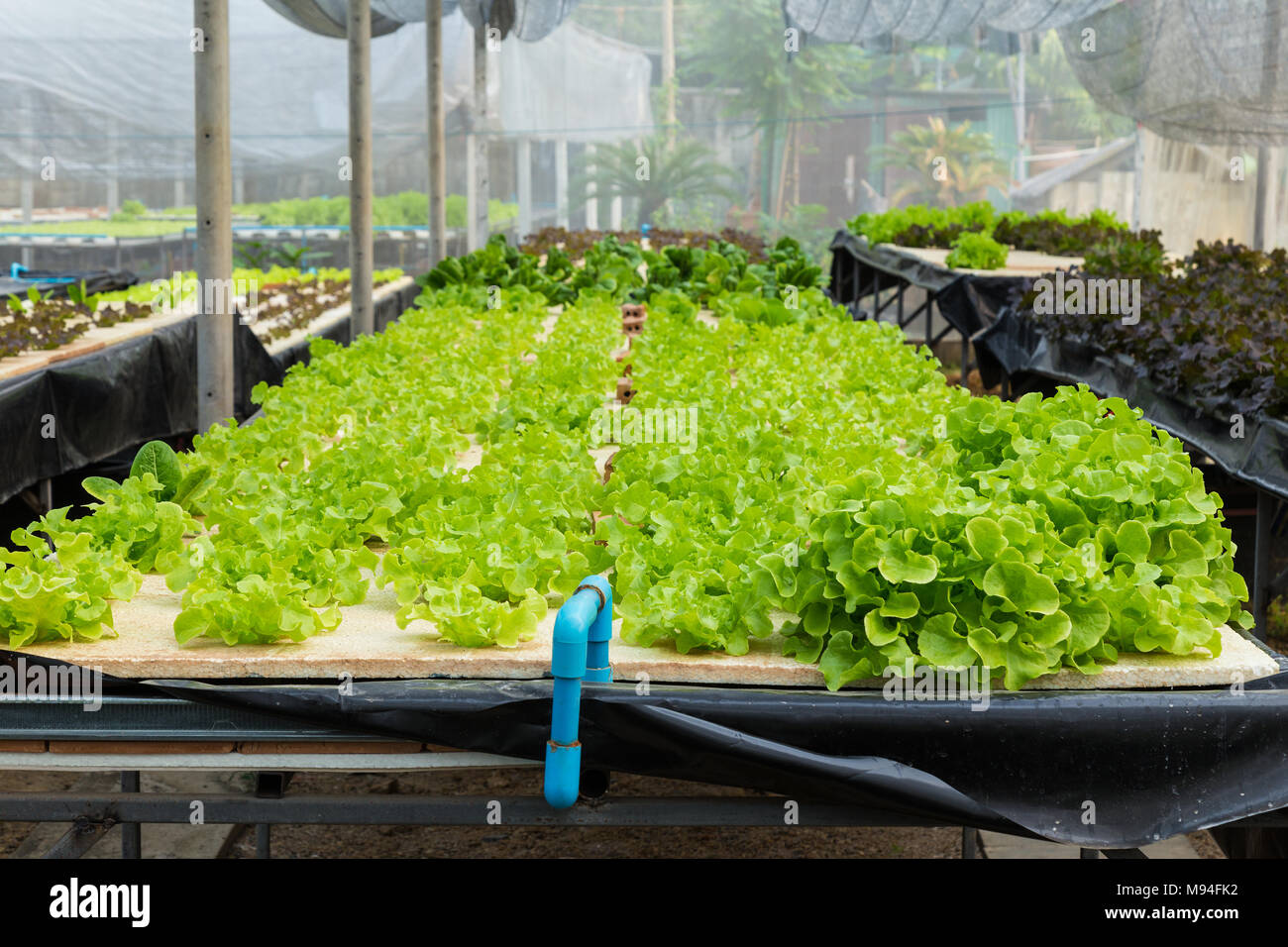 Young vegetables growing on water tray in control system, hydroponics ...