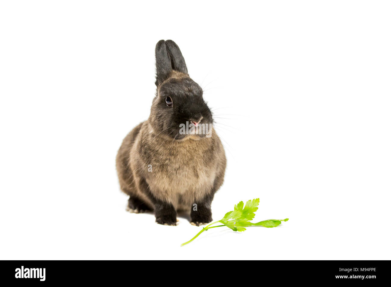 Small brown rabbit Cut Out Stock Images & Pictures - Alamy