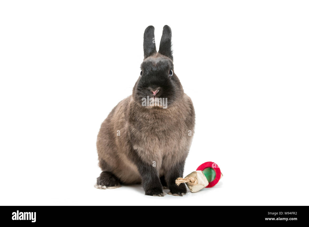Hare front view hi-res stock photography and images - Alamy