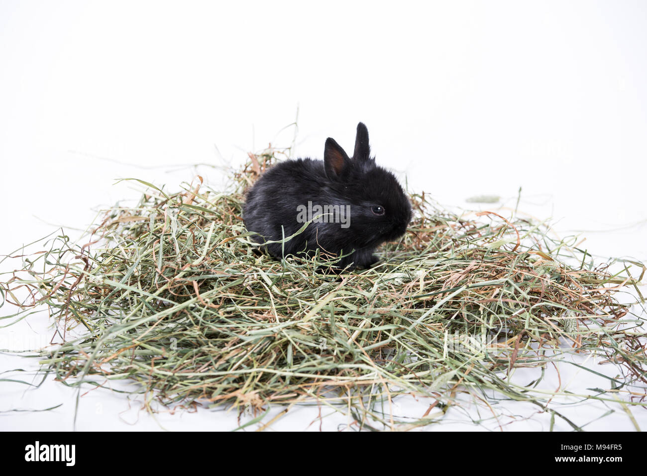 Studio shot of a young black rabbit sitting in hay on white background ...