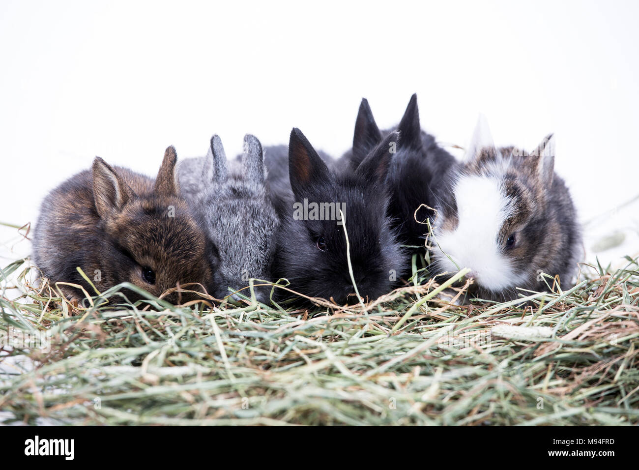 Five rabbits hi-res stock photography and images - Alamy