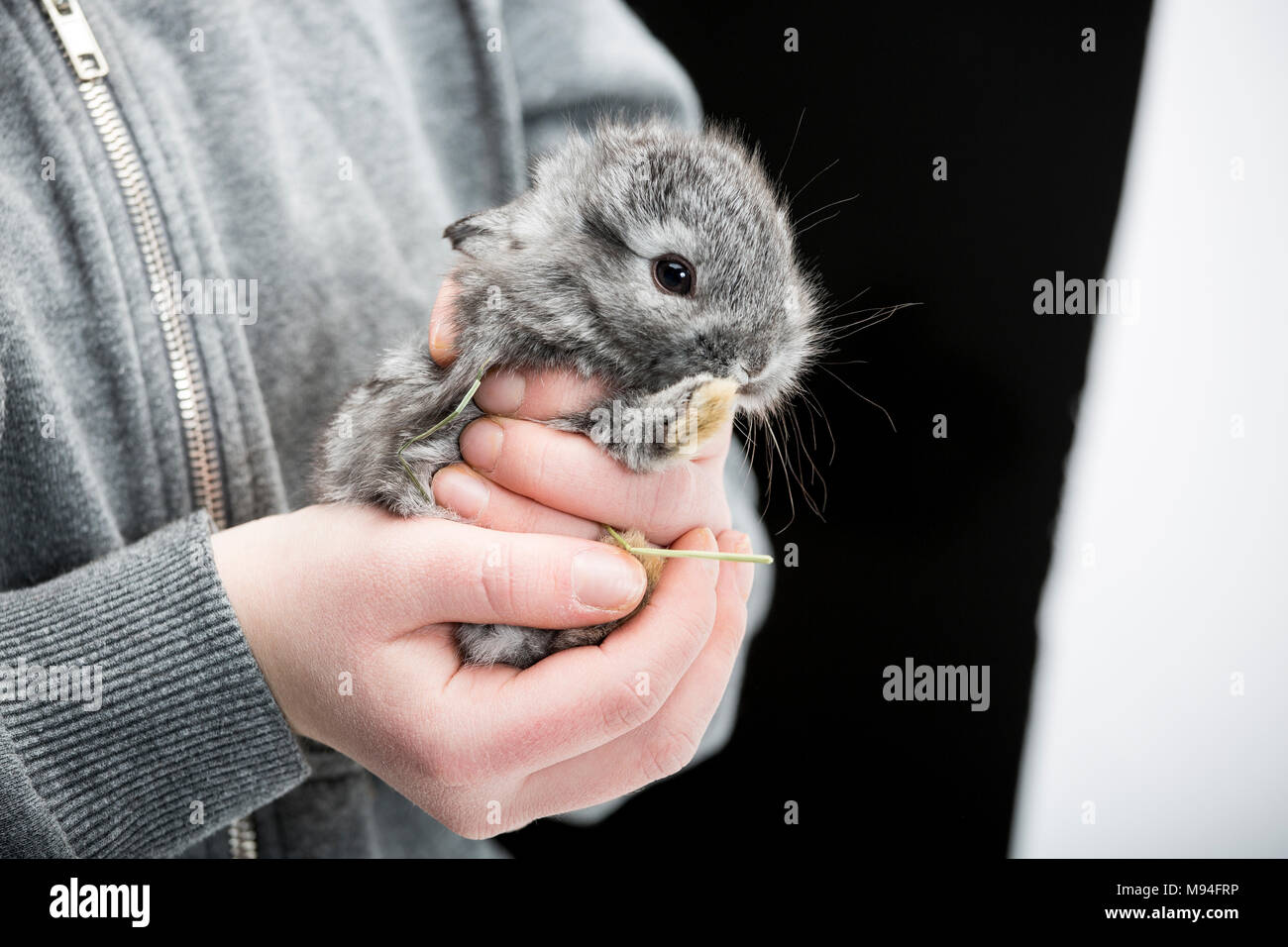 Girl is holding a young rabbit in her hands Stock Photo - Alamy