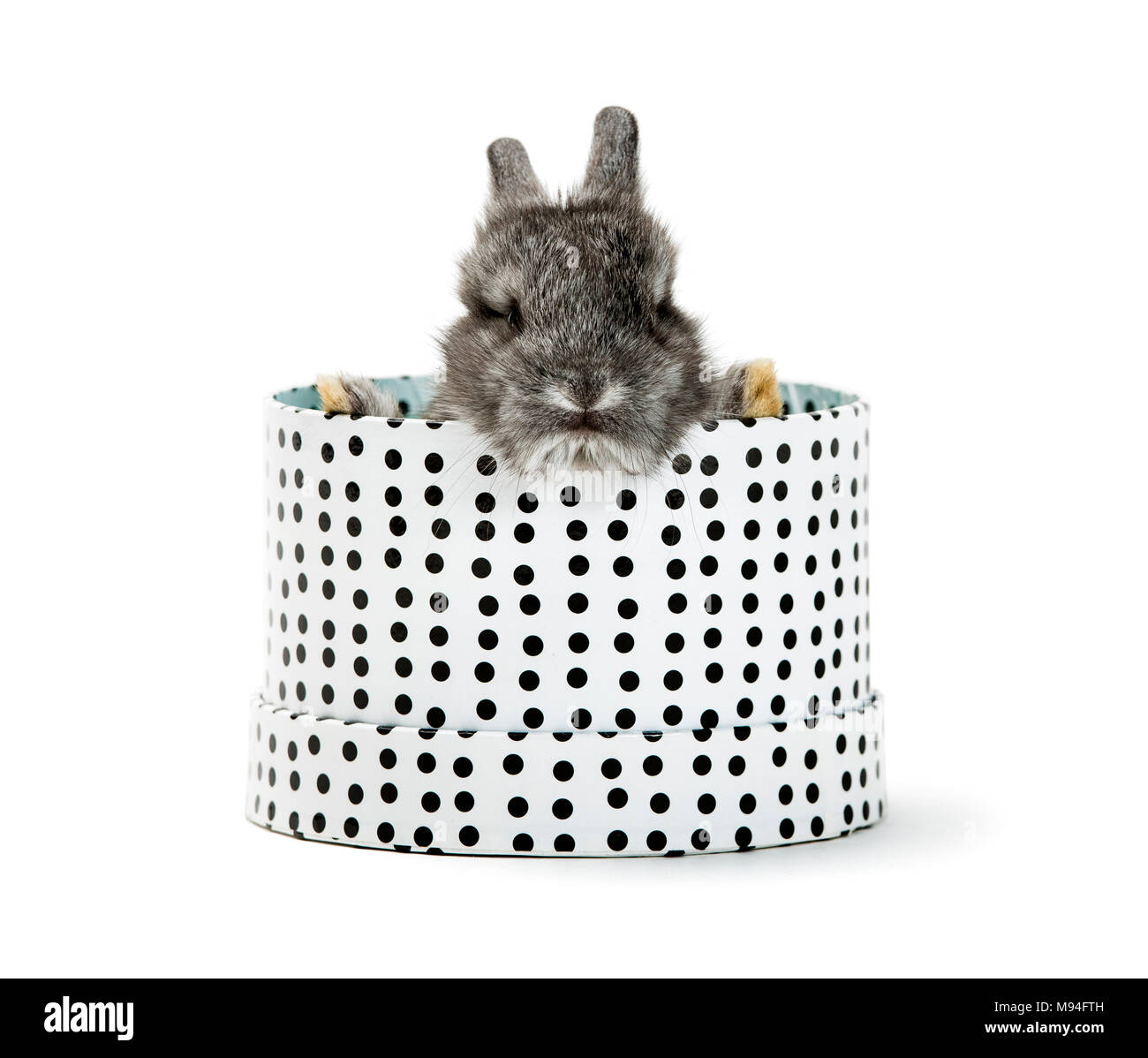 Young rabbit sitting in a black and white dotted box. Rabbit is looking ...