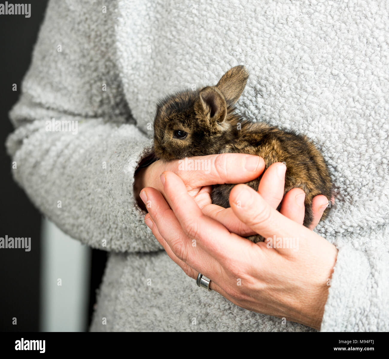 Woman is holding a young rabbit in her hands Stock Photo - Alamy