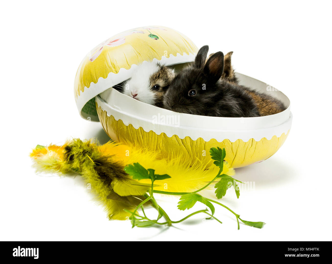 Rabbit in egg hi-res stock photography and images - Alamy