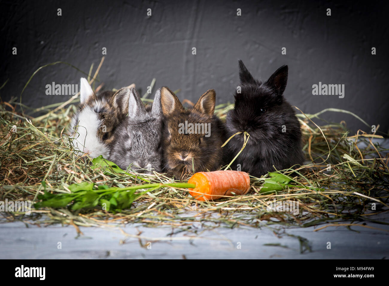 Baby rabbits in nest hi-res stock photography and images - Alamy