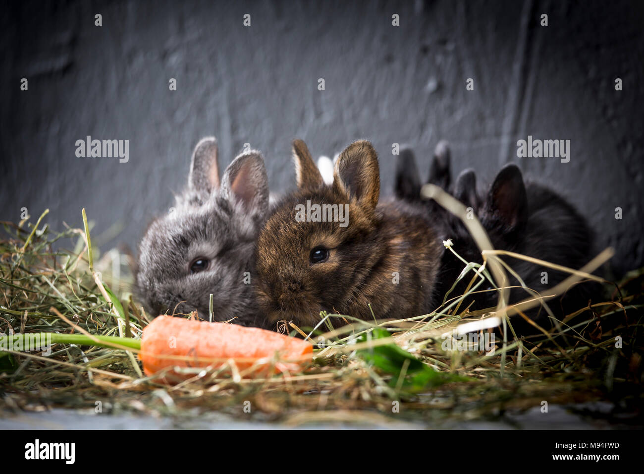 Baby rabbits nest hi-res stock photography and images - Alamy