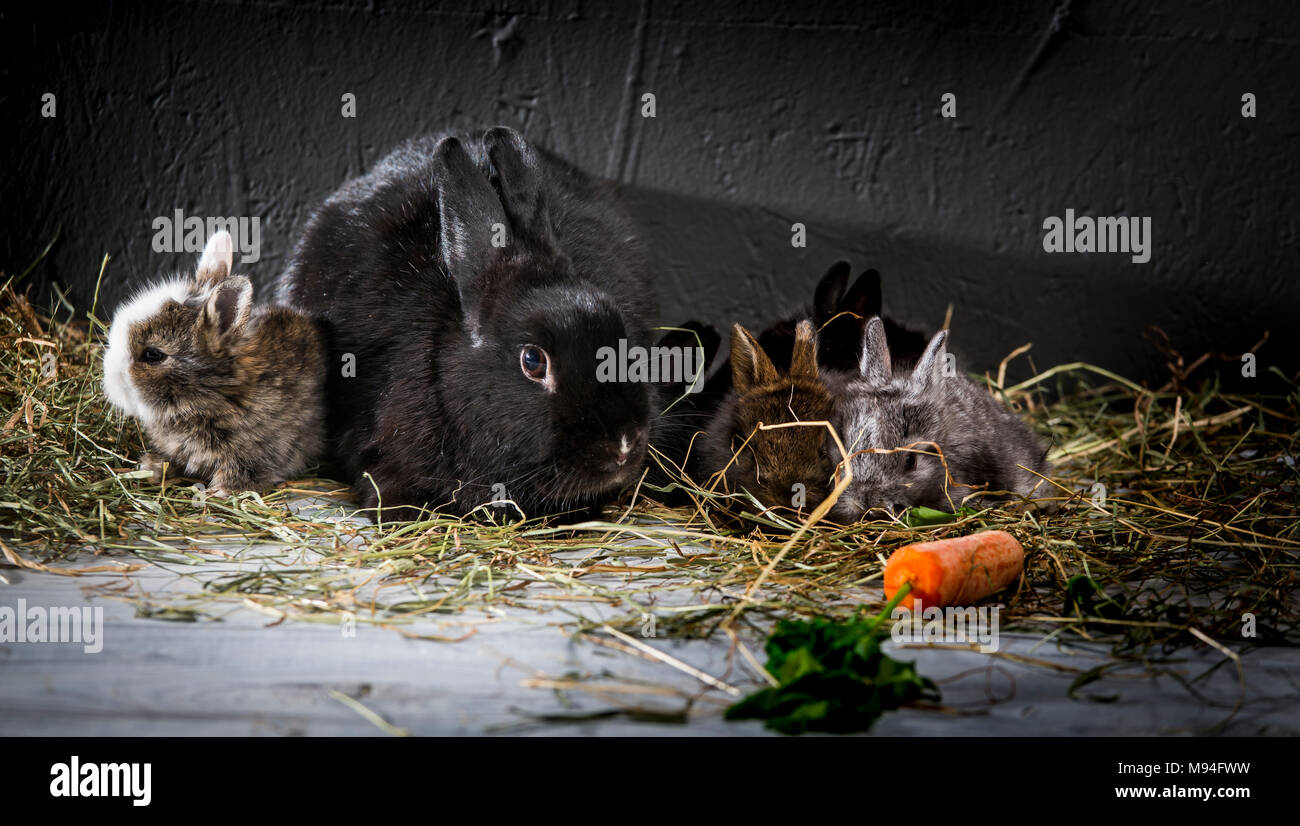 Baby rabbits in nest hi-res stock photography and images - Alamy
