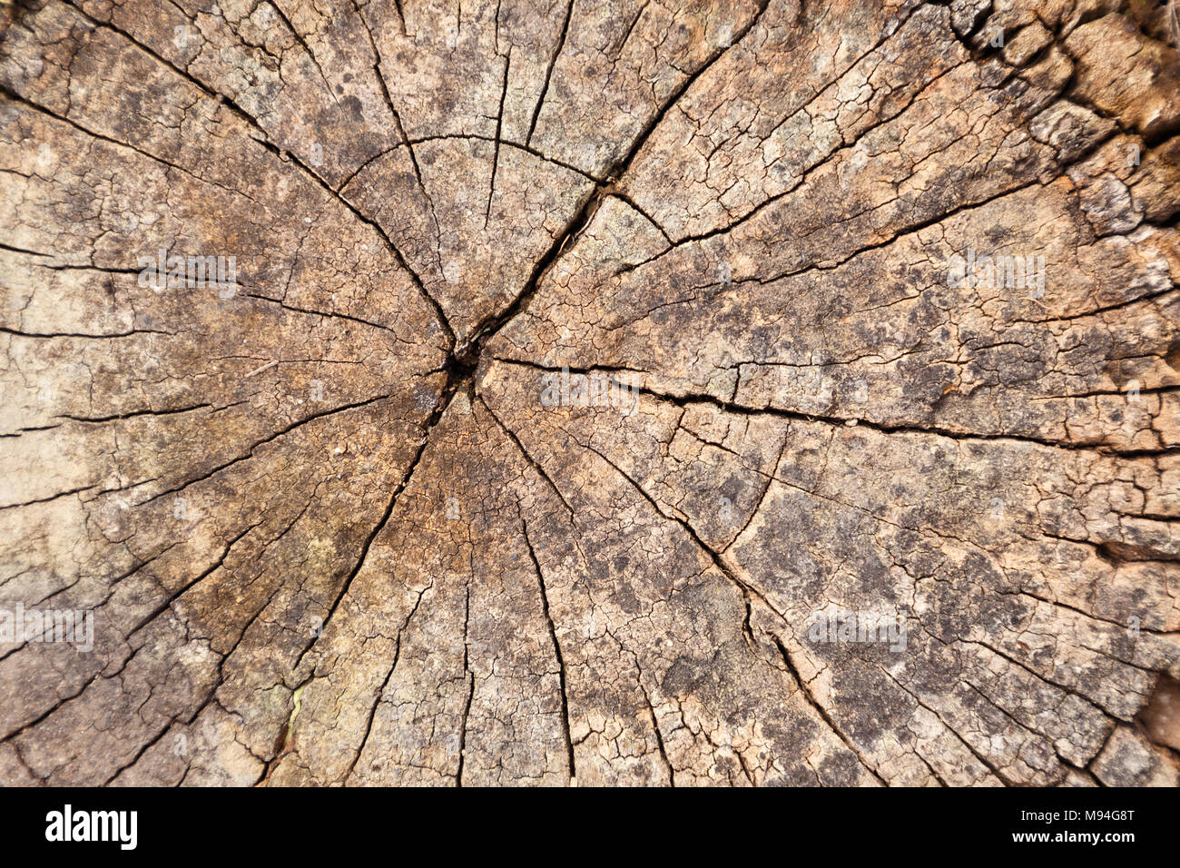 Wood texture or wood background. wood for interior exterior decoration ...