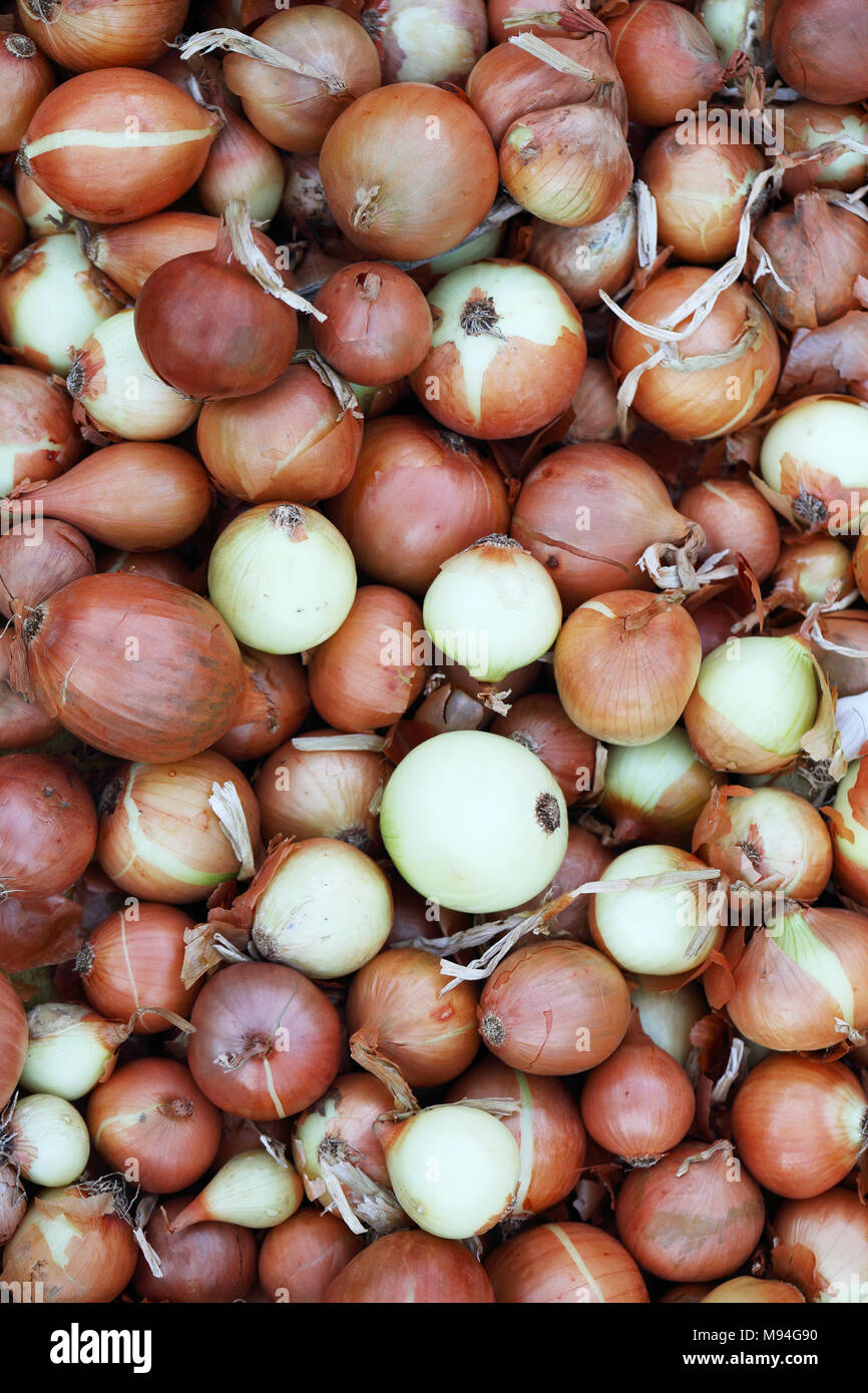 Vertical background of onion Stock Photo - Alamy