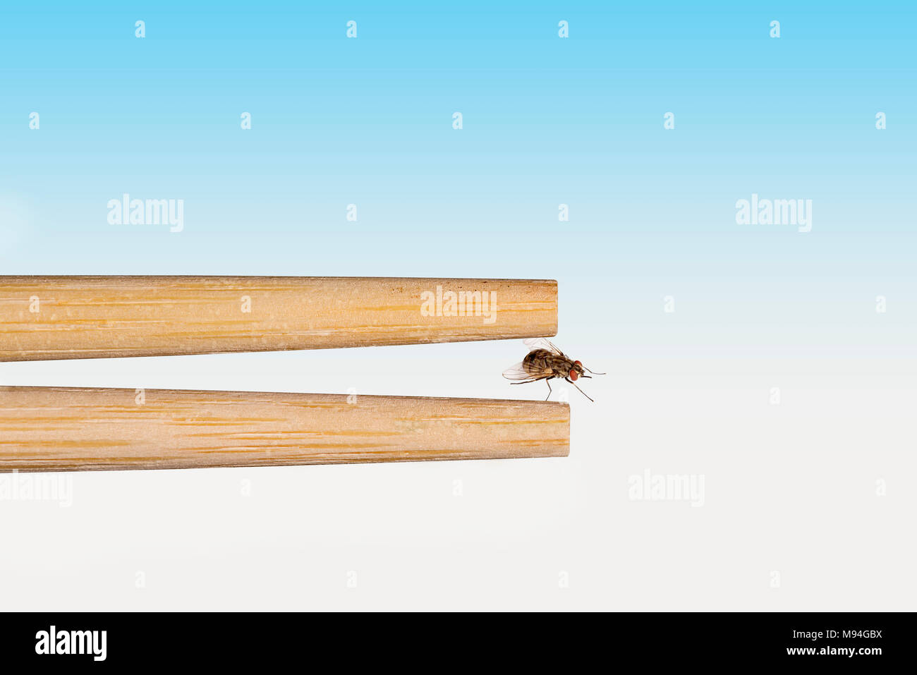Fly trapped with chinese chopsticks on gradient background Stock Photo ...