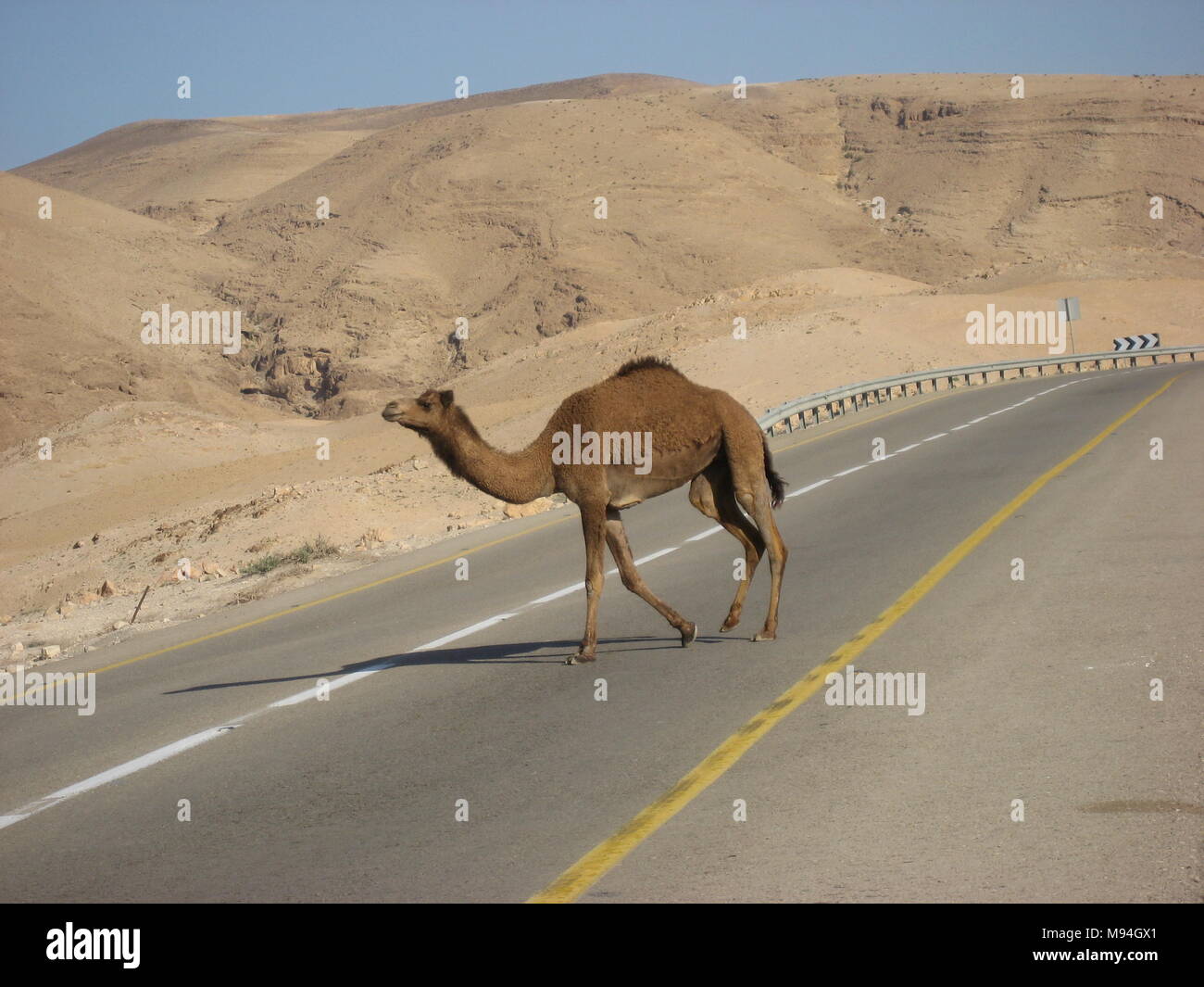 Camel riding israel hi-res stock photography and images - Alamy