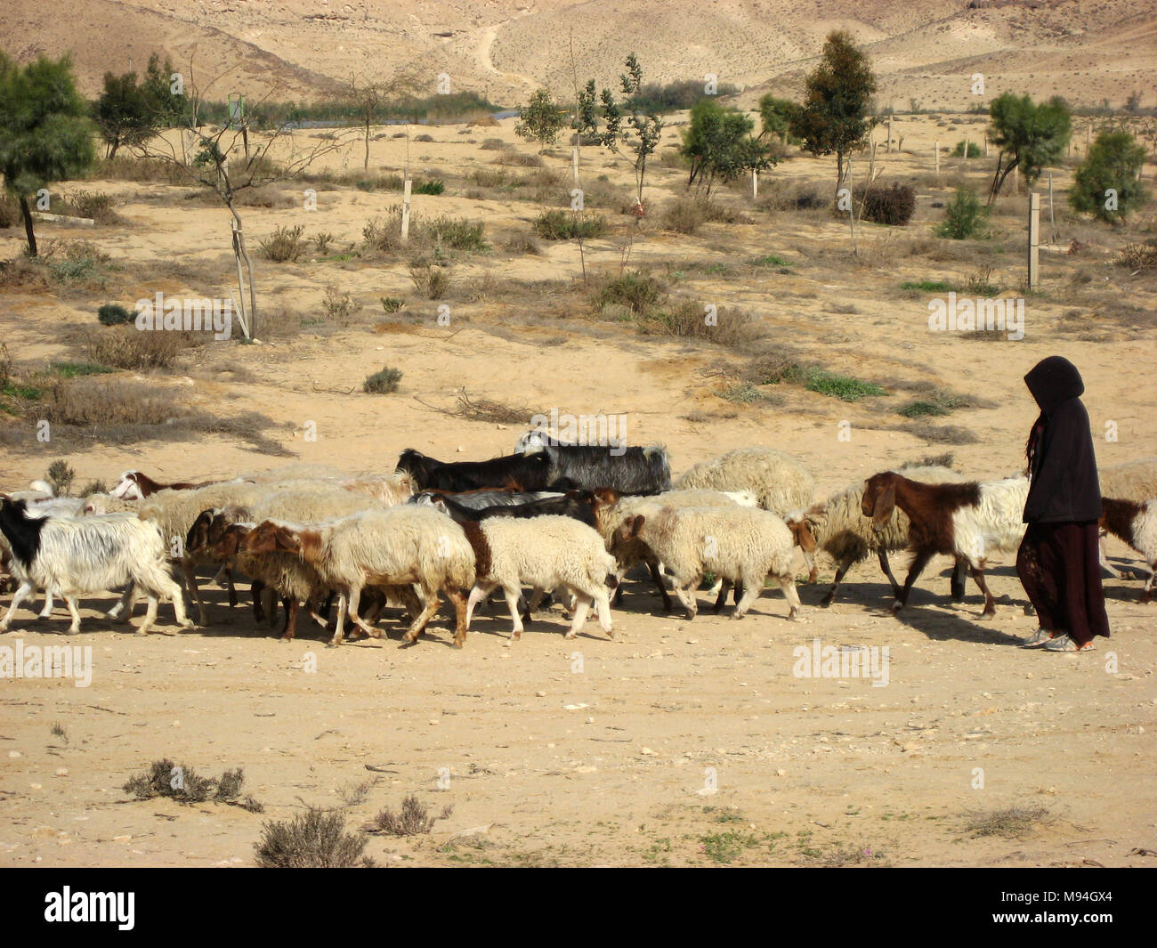 Bedouin livelihood hi-res stock photography and images - Alamy