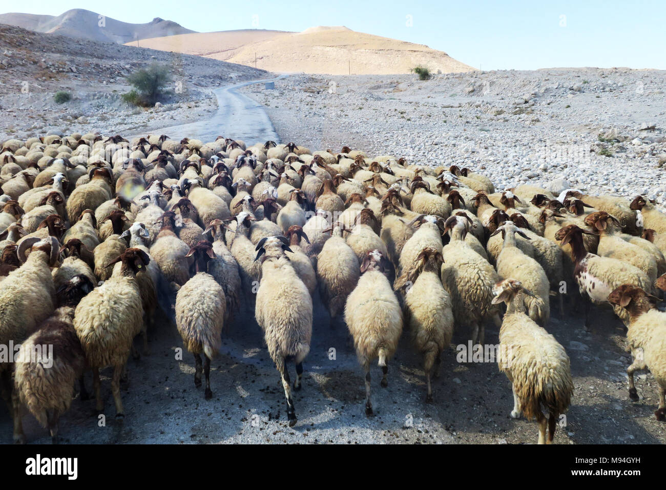 Large flock of sheep walking in the wilderness Stock Photo - Alamy