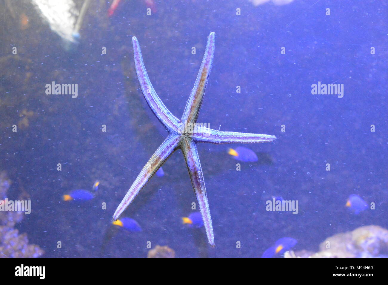 Fish hobbyist hi-res stock photography and images - Alamy