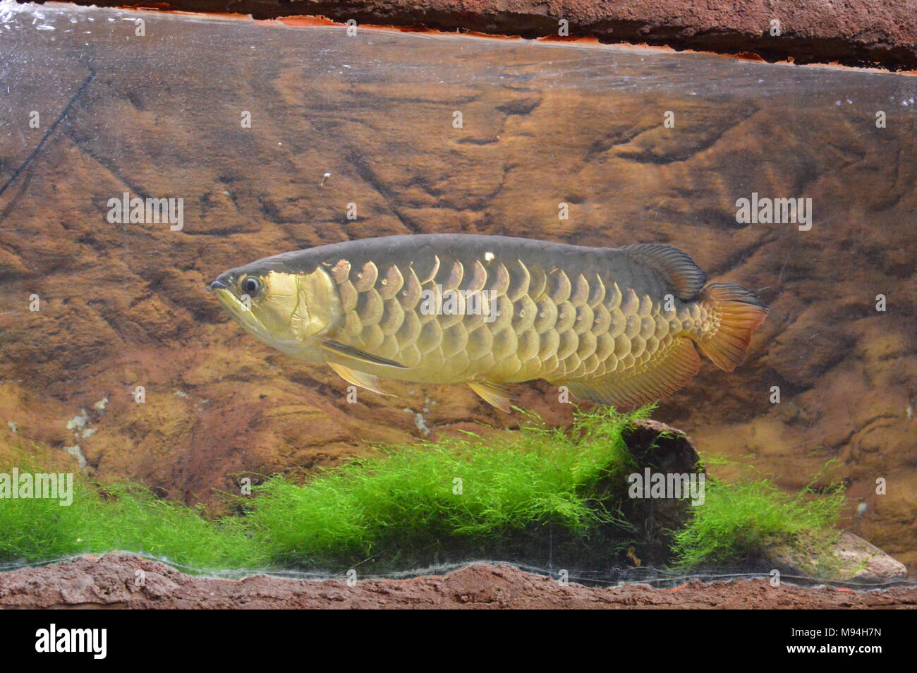 Arowana High Resolution Stock Photography and Images - Alamy