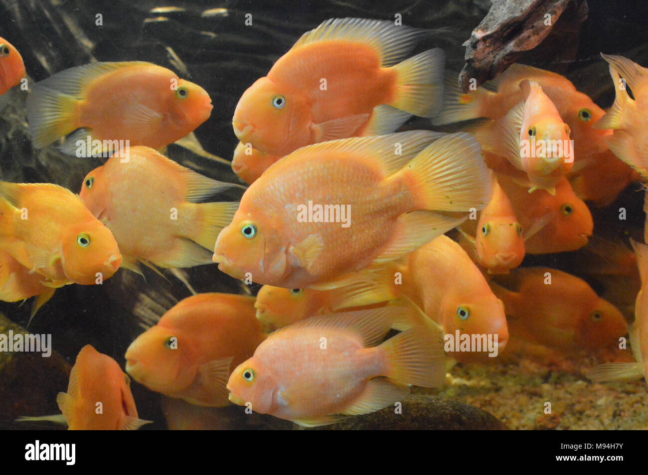 Fisg hi-res stock photography and images - Alamy