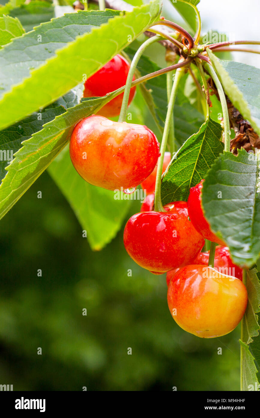 Ripe cherry on the branches of a tree after a rain Stock Photo - Alamy