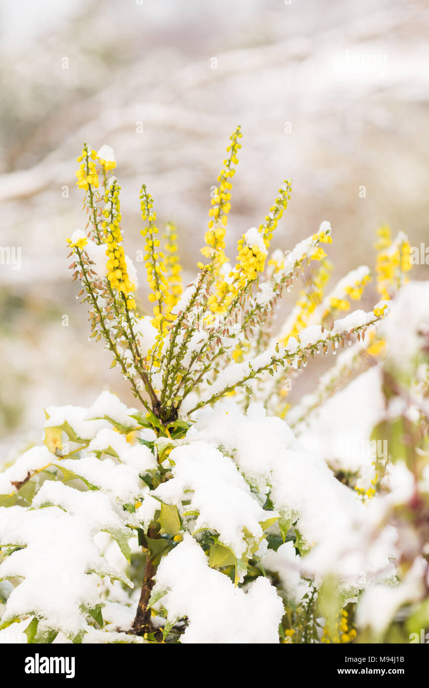 Mahonia snow winter hi-res stock photography and images - Alamy