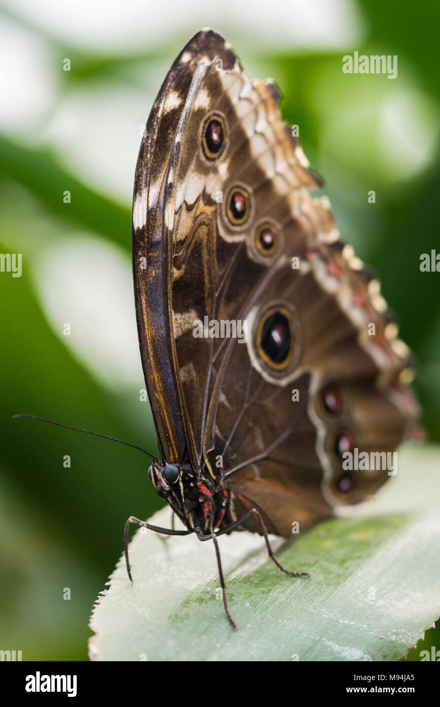 Flowers that fly Stock Photo - Alamy