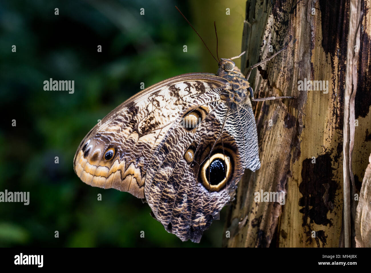 Flowers that fly Stock Photo - Alamy