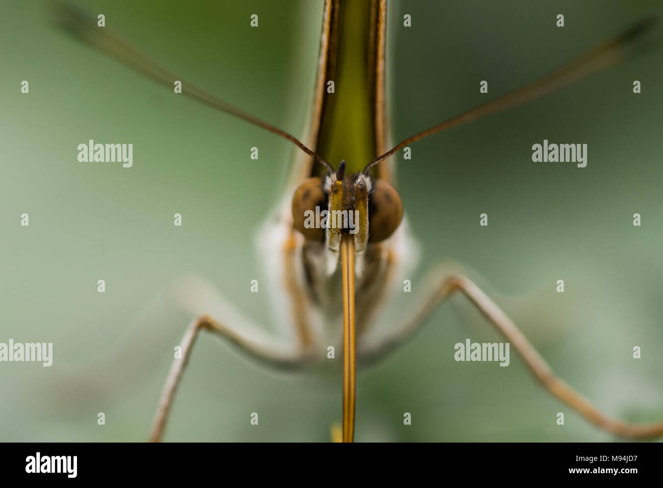 Flowers that fly Stock Photo - Alamy